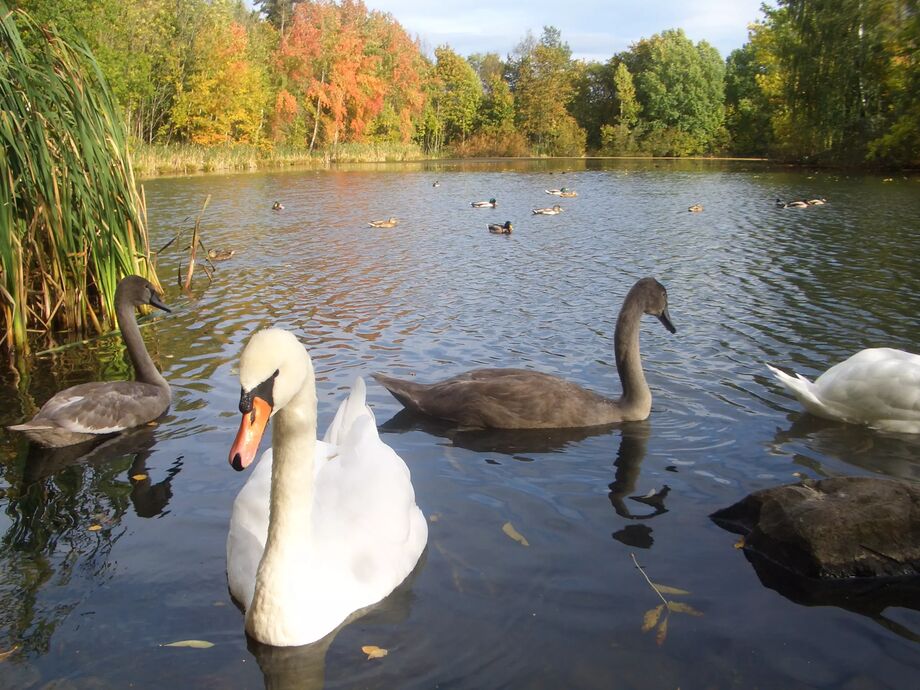 Vakre svaner i Vollen i Asker - Rave - Reiseguiden